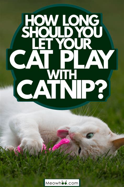 How Long Should You Let Your Cat Play With Catnip
