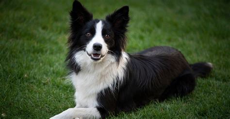 15 Black And White Dog Breeds Which Is The Best Fit For You A Z