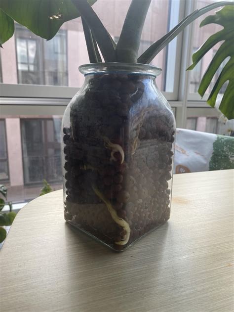 Monstera Root Cutting Has Black Tips Rplantclinic