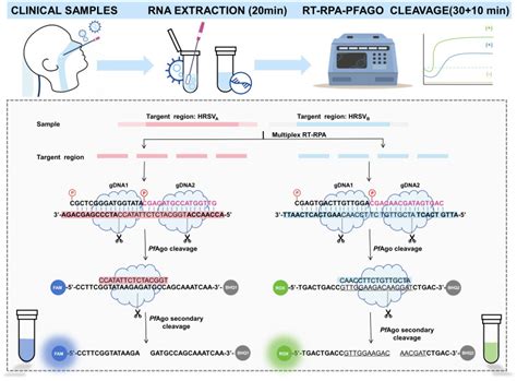 Rt Rpa Pfago Detection Platform For One Tube Simultaneous Typing Diagnosis Of Human Respiratory
