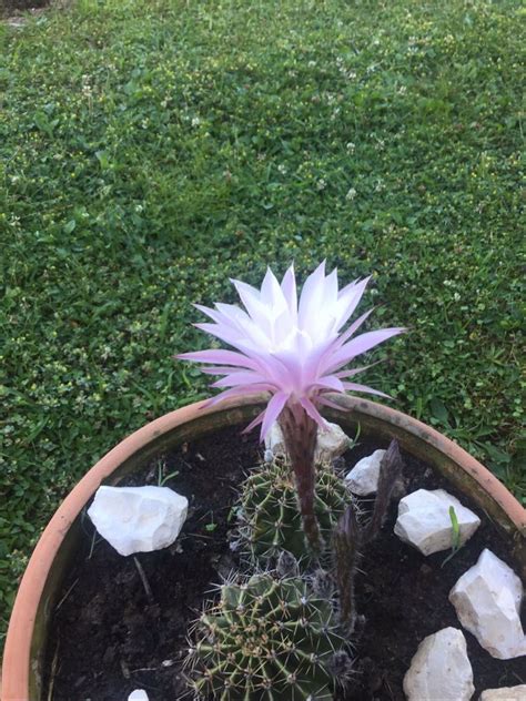 გურამ დოჩანაშვილი Feedc