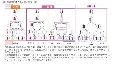 着床前診断 Pgt A、pgt Sr、pgt M について セントマザー産婦人科医院