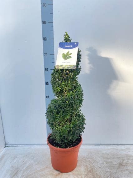 Box Topiary Spirals Buxus Sempervirens Harrod Outdoors
