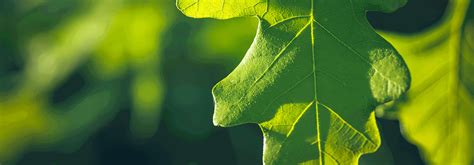 Oak Tree Sapling Identification