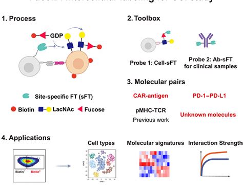 Use Of Intercellular Proximity Labeling To Quantify And Decipher Cell Cell Interactions Directed