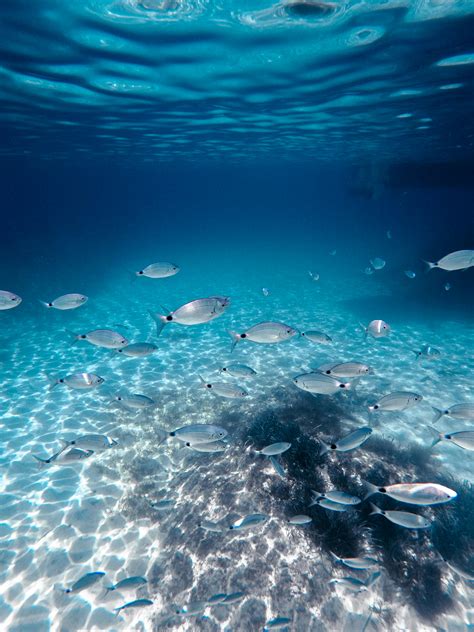 Ücretsiz Açık Deniz Akvaryum Balık Davranışı Balık Sürüsü Barracuda Berrak Su