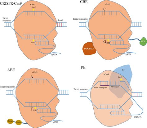 Advances In Crisprcas Technologies And Their Application In Plants