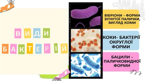 Бактерії Будова та їх значення