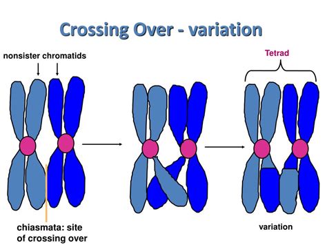 Ppt Meiosis Powerpoint Presentation Free Download Id2084282