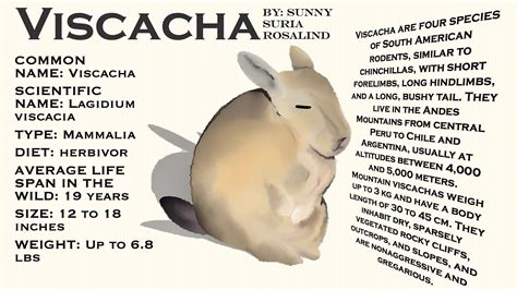 A Brief Introduction About The Viscacha The Life On Land Institution Medium