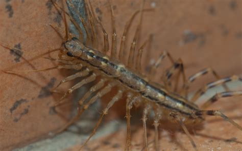 The House Centipede Everything You Should Know Alta Pest Control
