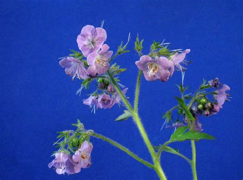 Hydrophyllum Macrophyllum Hydrophyllaceae