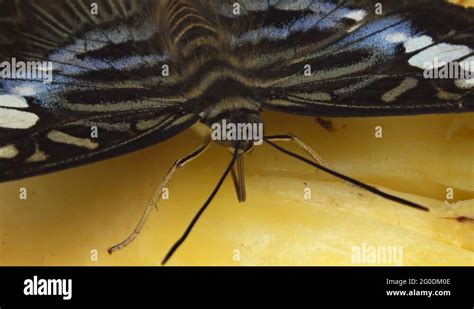 Fuzzy Blue Butterfly Stock Videos And Footage Hd And 4k Video Clips Alamy