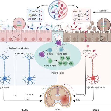Routes Of Communication Between The Intestinal Microenvironment And