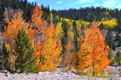 Fall Color In Colorado Stunning Aspen Trees