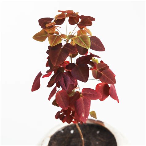 Oxalis Hedysaroides ‘fire Fern