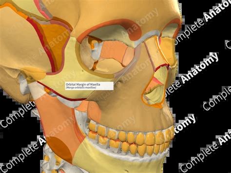 Orbital Margin Of Maxilla Complete Anatomy
