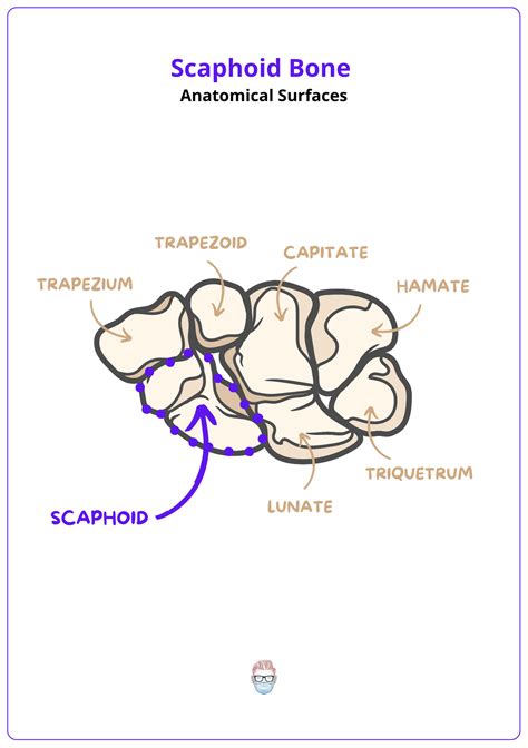 Scaphoid And Lunate Fossa