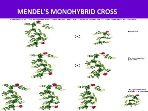 Mendels Monohybrid Cross Ppt Gardening Home And Garden