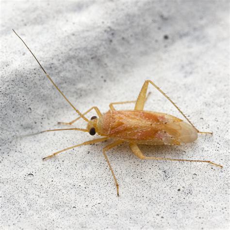 Phytocoris Bugguidenet