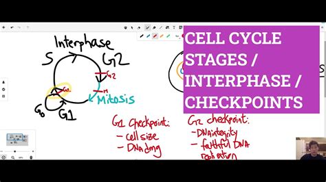 Interphase Cell Cycle Checkpoints Cell Biology Youtube