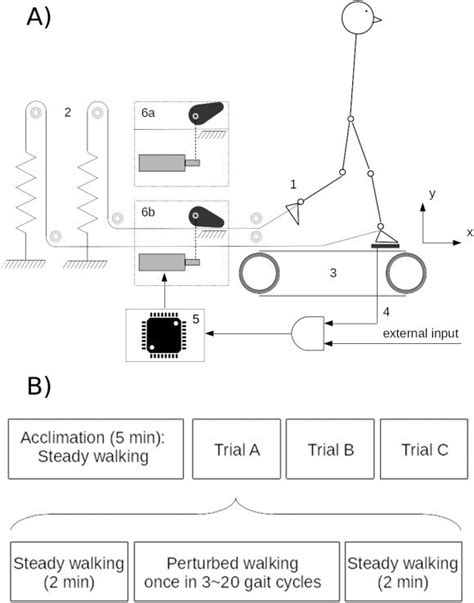 Schematic Representation Of The Experimental Setup And Protocol