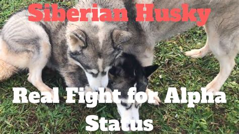 Are Female Huskies Dominant