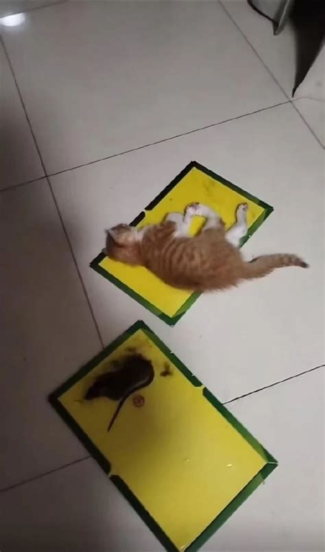 The Largest Rat Ive Ever Catch Scrolller