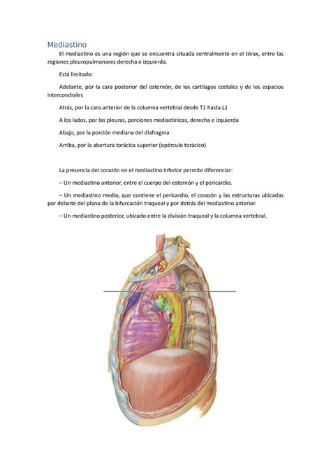 Mediastino Corazón Y Pericardio Mediastino El Mediastino Es Una Región Que Se Encuentra