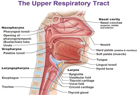 Upper Respiratory Tract Diagram Quizlet