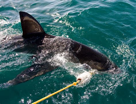 Dubai Emerges As Major Hub In Shark Fin Trade Emirates 247