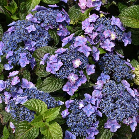 Hydrangea Bigleaf Pop Star Wasson Nursery