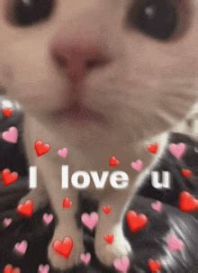 I Love You Kitty S Tenor