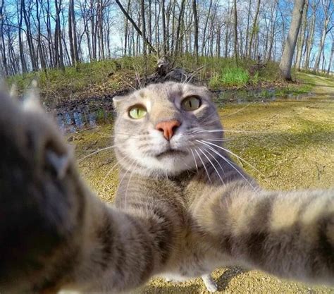 Create Meme Manny The Cat Selfie Cat The Cat Takes A Picture Of