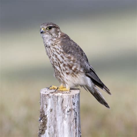 Merlin Bto
