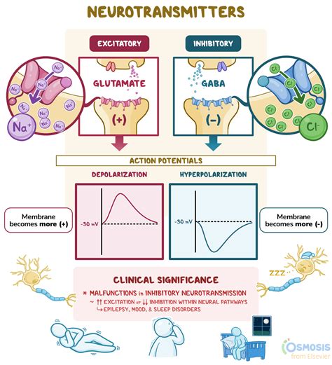 Inhibitory Neurotransmitters What They Are Their Function Clinical Osmosis