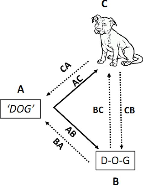 Figure 1 From Relational Frame Theory The Basic Account In
