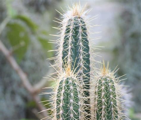 How To Remove Cactus Spines Effective Methods Tips And Safe Options