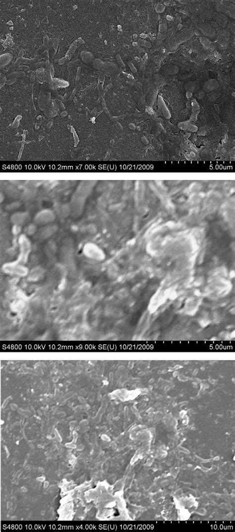 Organic Fouling Cake Layer Present On Modified Membrane Download Scientific Diagram