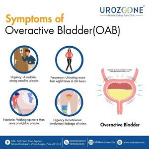 Recognizing The Symptoms Of Overactive Bladder Oab Urozoone