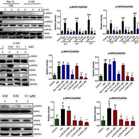 Compound 4 155 Inhibits The Phosphorylation Of Ripk1 Rpk3 And Mlkl