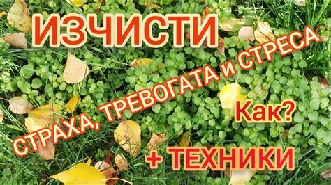 ИЗЧИСТИ СЕ от СТРАХА ТРЕВОГАТА и СТРЕСА Как ТЕХНИКИ ВЕКТОР Youtube