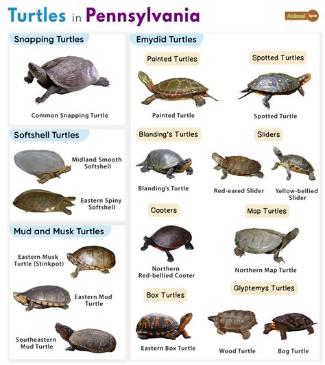 List Of Turtles Found In Pennsylvania Facts With Pictures