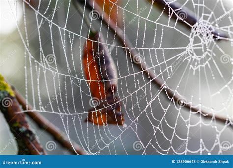 Spider Web With Raindrops On Blurred Background Close Up Stock Image Image Of Dewy Blue