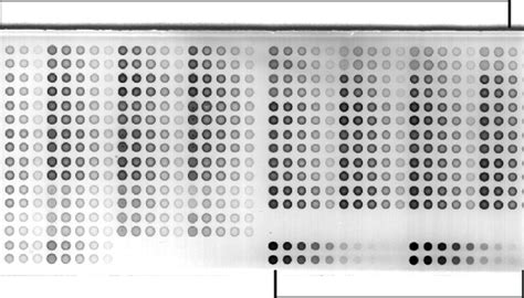 Example Of A Reverse Phase Protein Microarray Samples Are Spotted In A Download Scientific