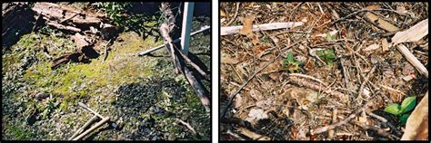 Table 53 From The Effects Of Fire And Salvage Logging On Early Post Fire Succession In