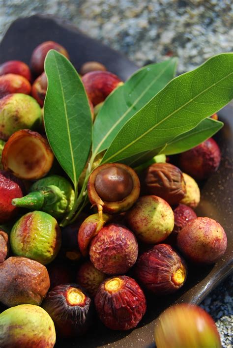 The Post Ranch Kitchen California Bay Laurel