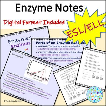 ESL ELL Biology Enzyme Notes PPT And Babe Notes With Digital Option