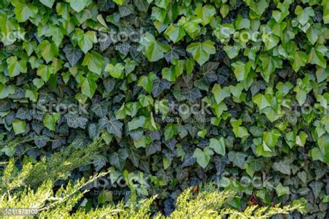 등반 식물의 어두운 녹색과 밝은 녹색 잎으로 자란 살아있는 울타리 아이비 크리퍼 식물의 단풍 배경 복사 공간이 있는 모든 녹색 잎 패턴 배경입니다 0명에 대한 스톡 사진 및
