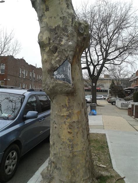A Jail Tree Is Any Tree Used To Incarcerate A Person Usually By